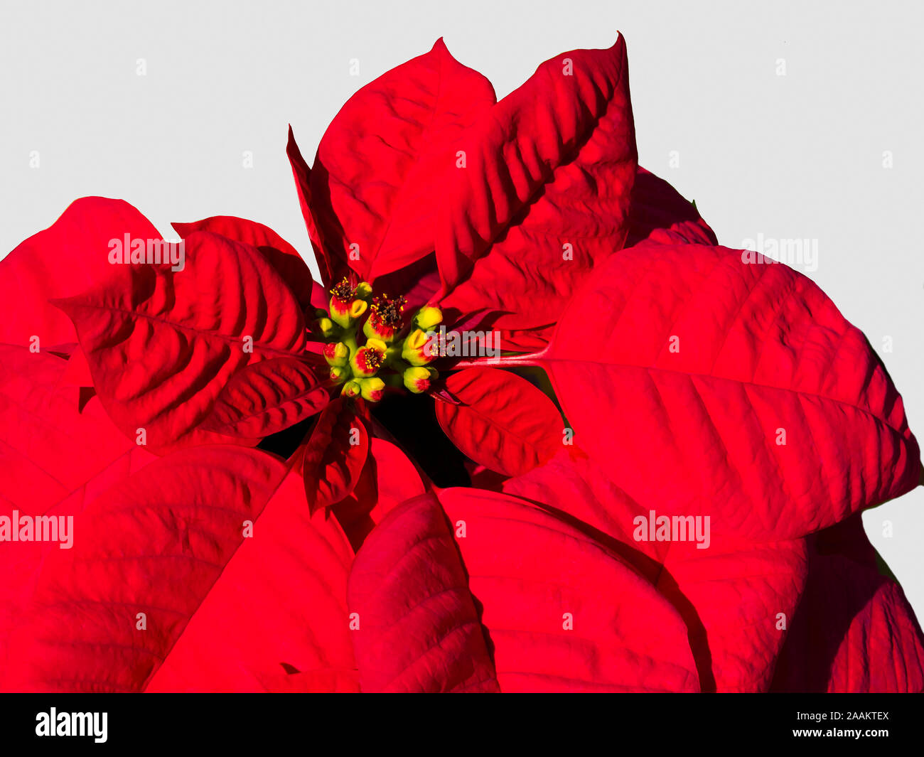 Poinsetta hi-res stock photography and images - Alamy