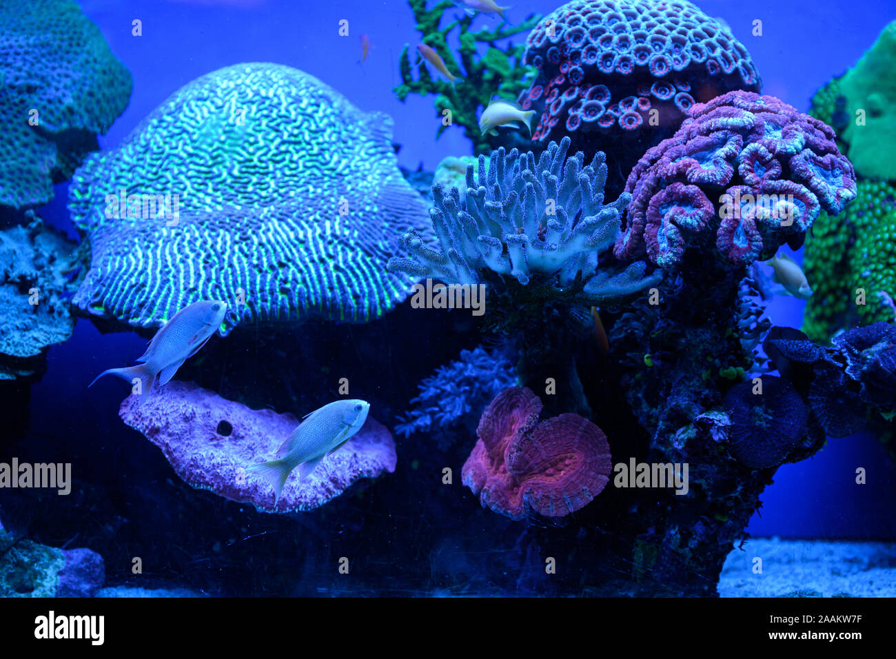 Alive corals in the Eilat's Coral Reef in Israel. Exquisite colors and ...