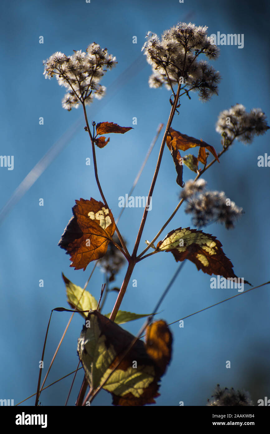 Turning leaves in upstate New York Stock Photo - Alamy