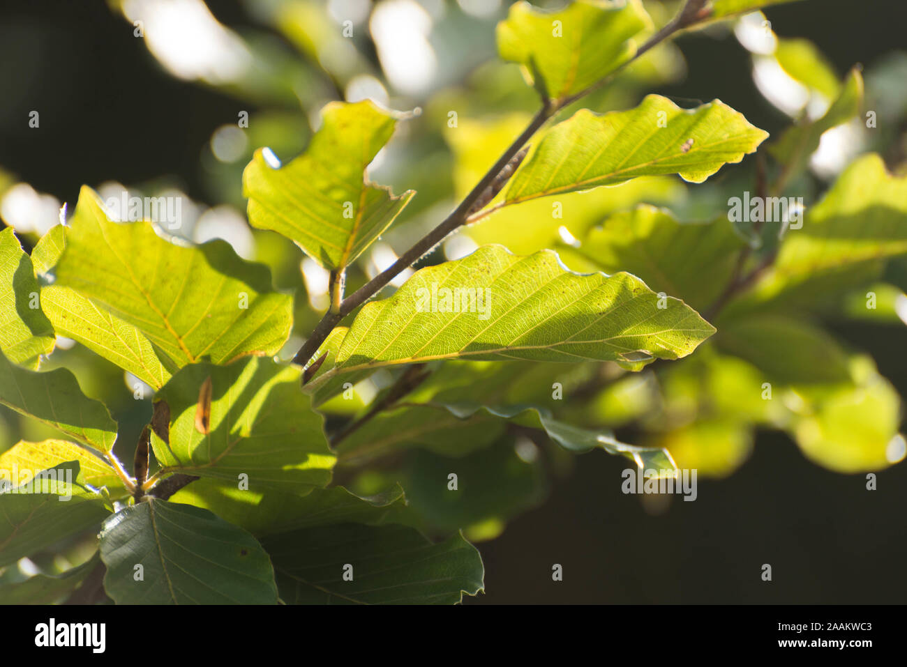 Turning leaves in upstate New York Stock Photo - Alamy