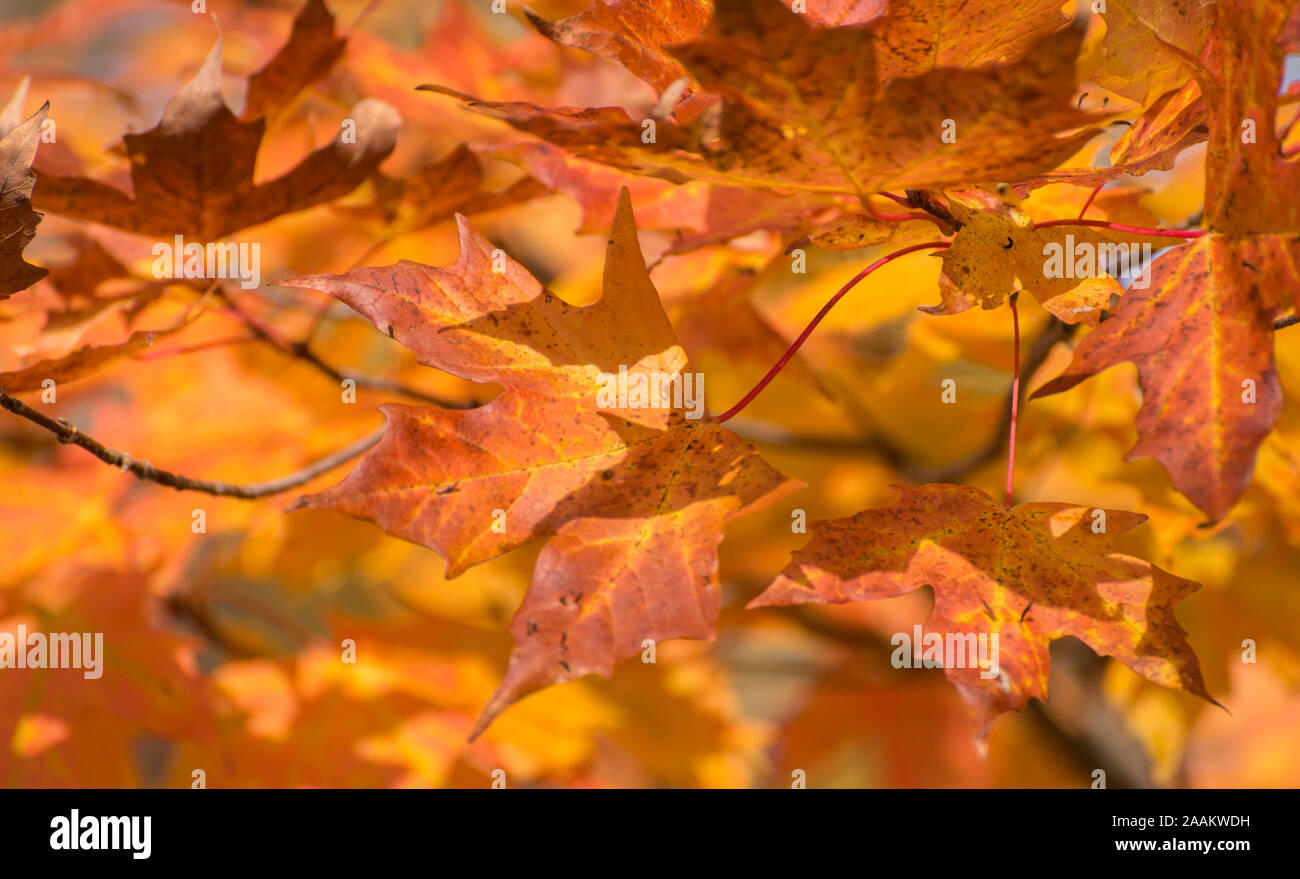 Turning leaves in upstate New York Stock Photo - Alamy