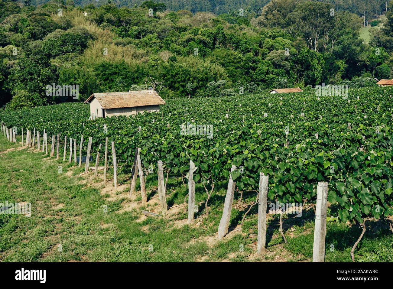 Landscape view of Vineyard in Louveira, Southeast of Brazil with ...