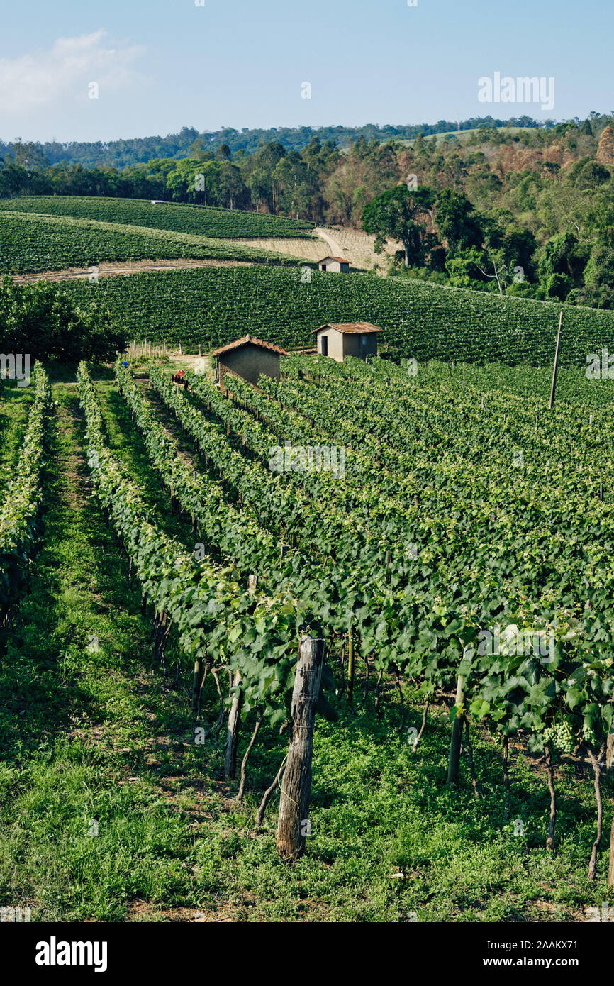 Landscape view of Vineyard in Louveira, Southeast of Brazil with ...