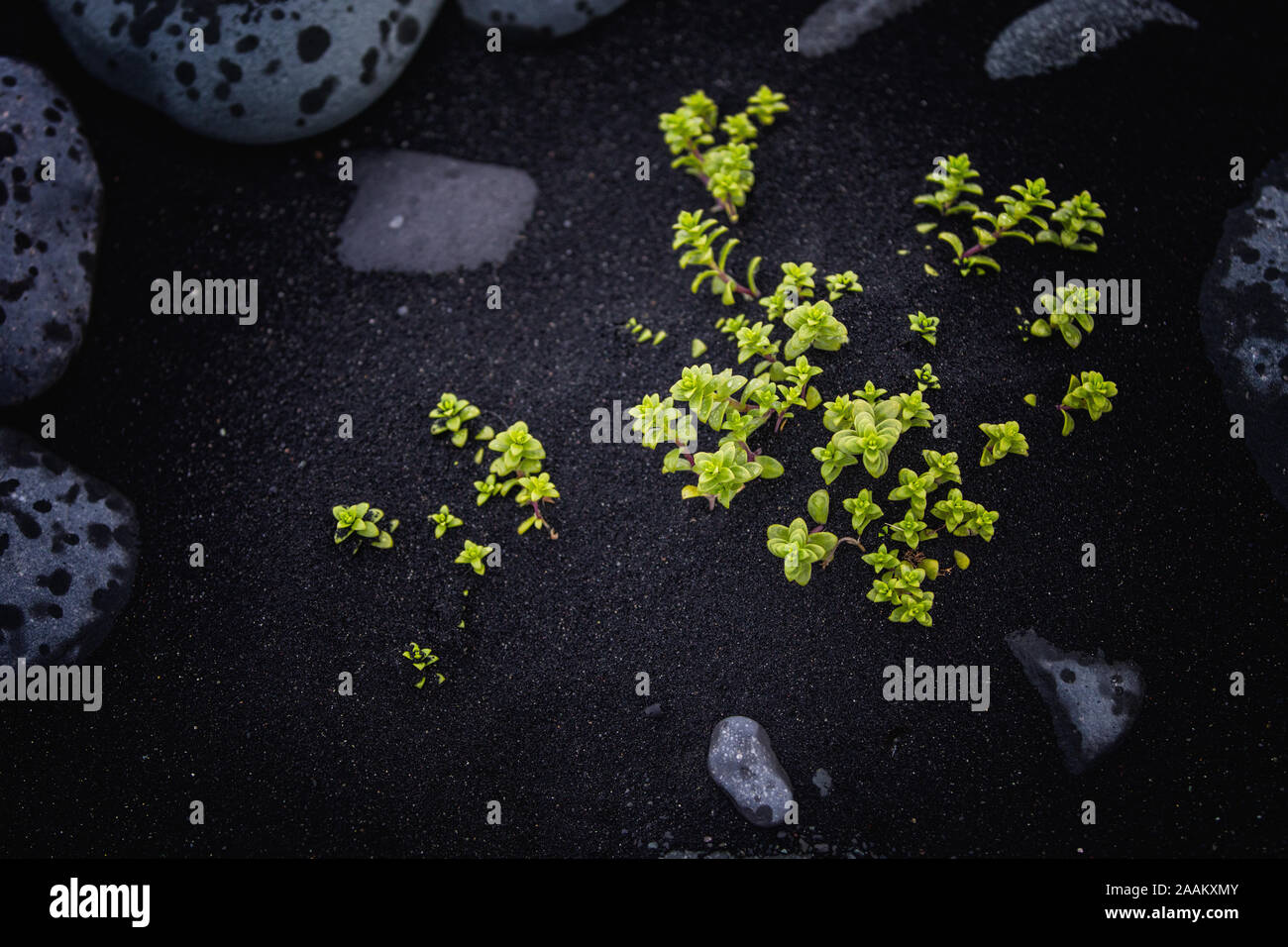 Succulents growing out of black sand, Diamond beach, Iceland Stock ...