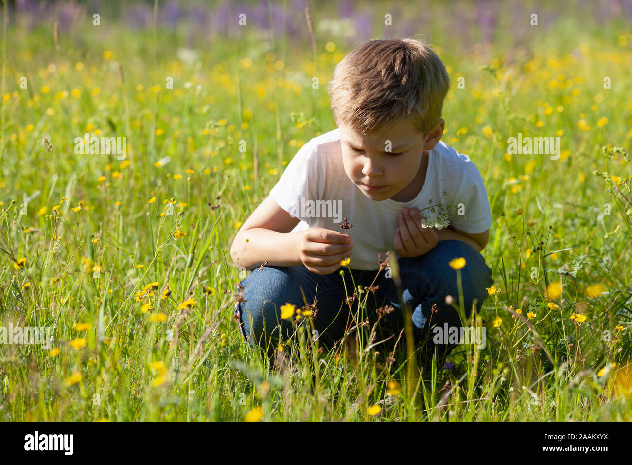 Boy discovering flowers in meadows Stock Photo - Alamy