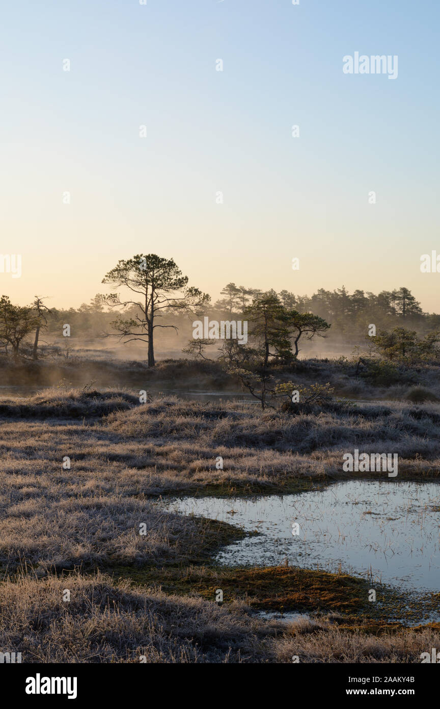Spring in bog Stock Photo - Alamy