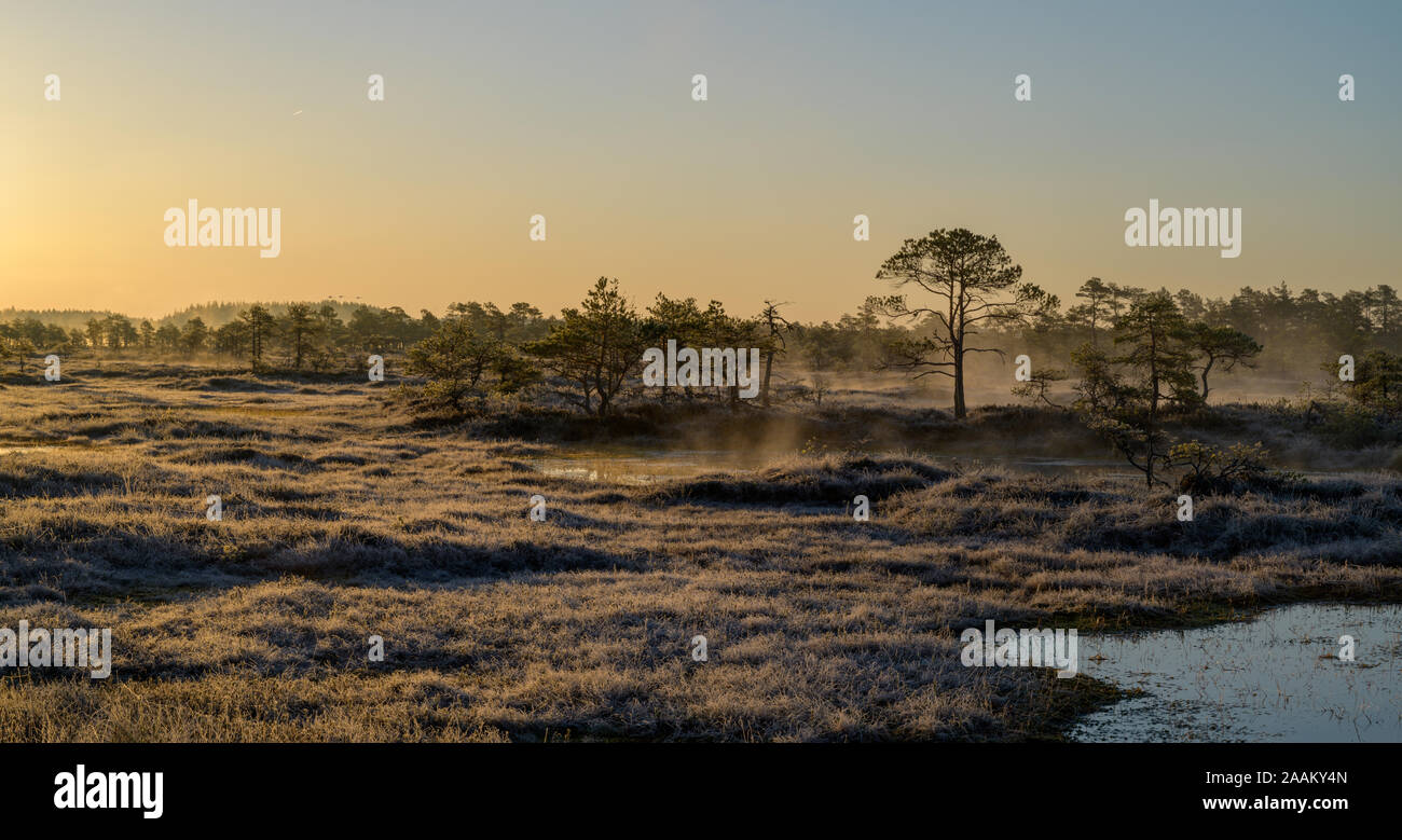 Spring in bog Stock Photo - Alamy