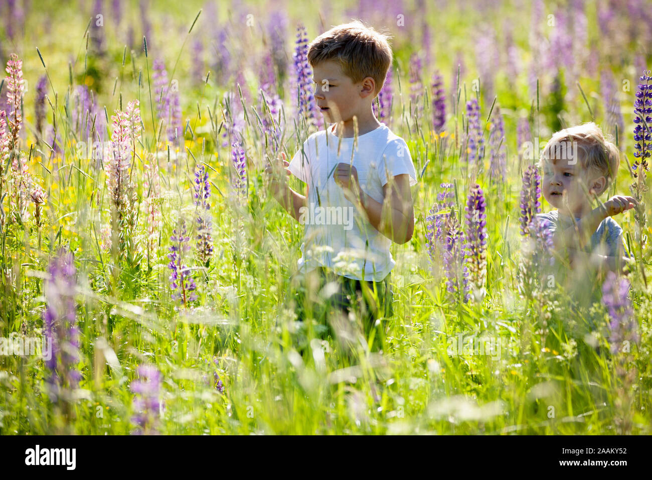 Boys in wildflower field hi-res stock photography and images - Alamy