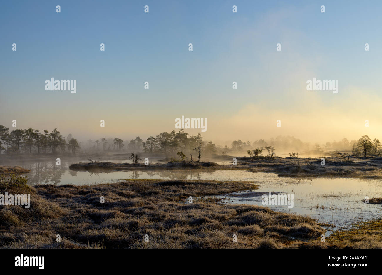 Spring in bog Stock Photo - Alamy