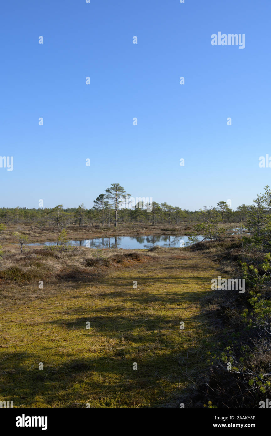 Bog spring hi-res stock photography and images - Alamy