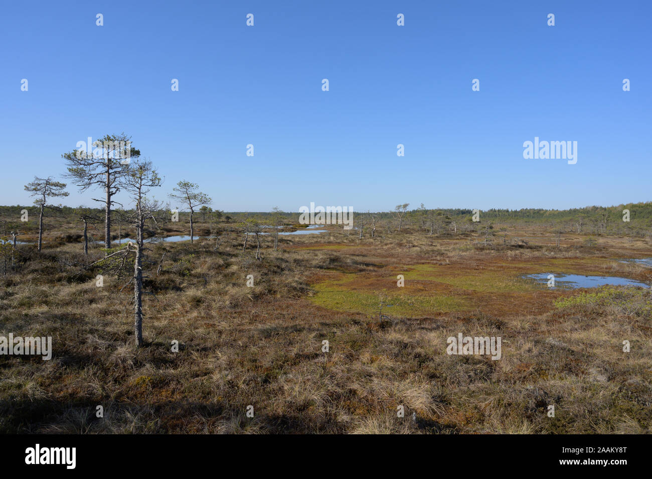 Spring in bog Stock Photo - Alamy