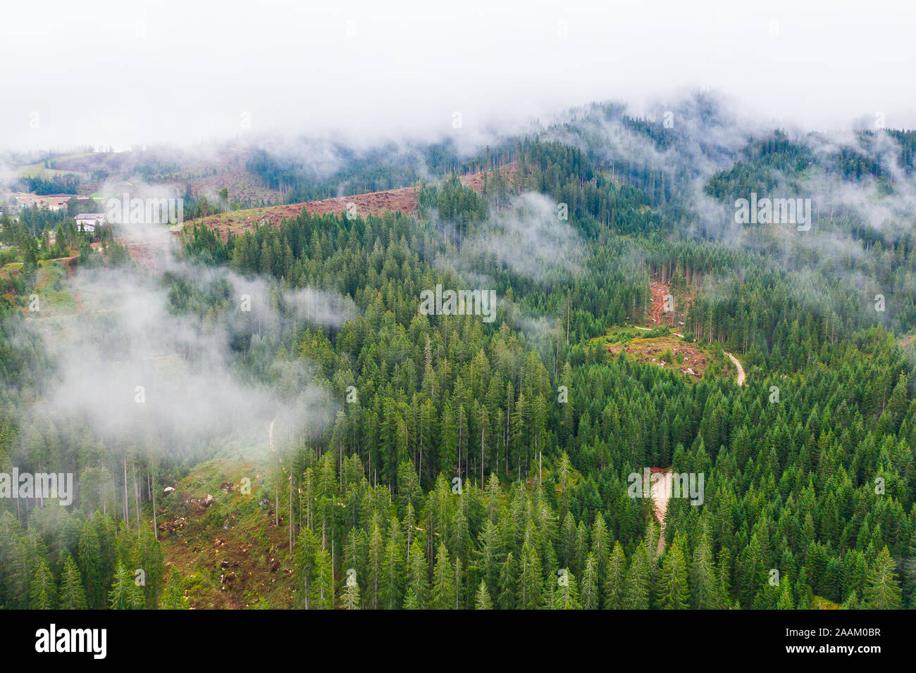 Misty landscape fir forest hi-res stock photography and images - Alamy