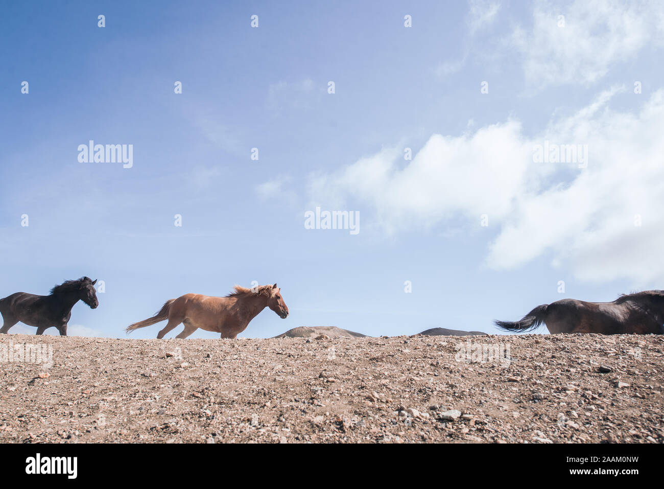 Animals highlands landmannalaugar nature hi-res stock photography and ...