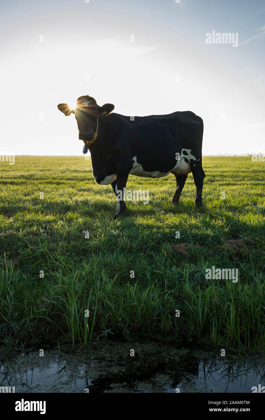 Looking After Cows High Resolution Stock Photography and Images - Alamy