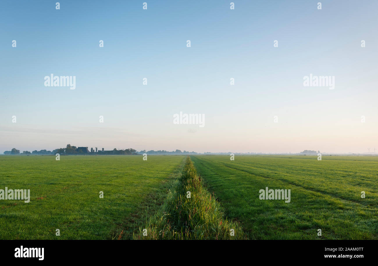 Pasture at dawn, Wyns, Friesland, Netherlands Stock Photo - Alamy