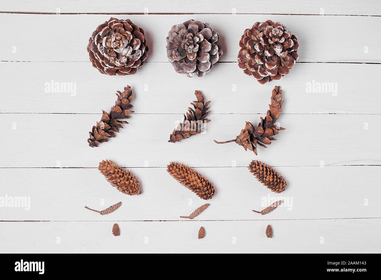 Types Of Pinecones