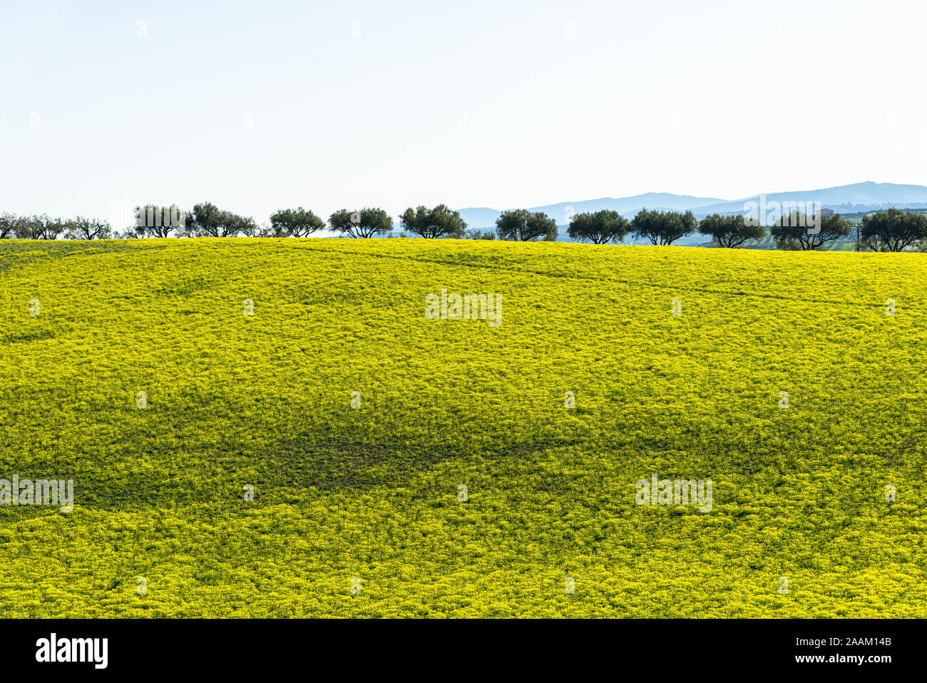 Green meadow and olive trees in early spring morning sunlight Stock ...