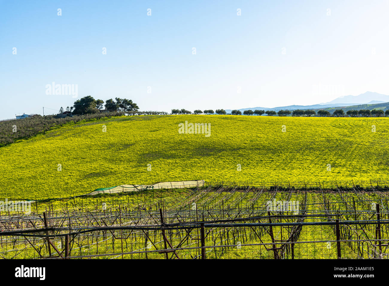 Olive trees in morning sunlight hi-res stock photography and images - Alamy