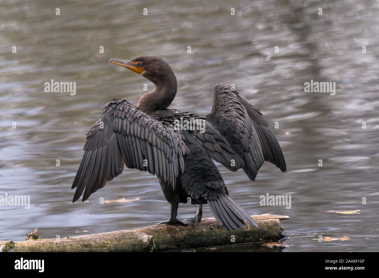 Cormorant with wings spread hi-res stock photography and images - Alamy