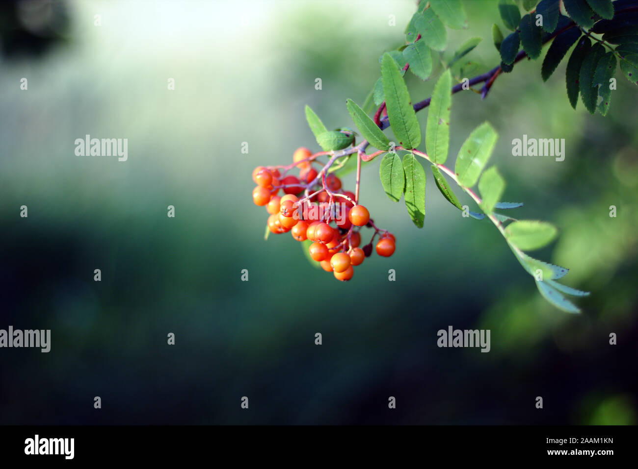 Branch of ripe berries Stock Photo - Alamy