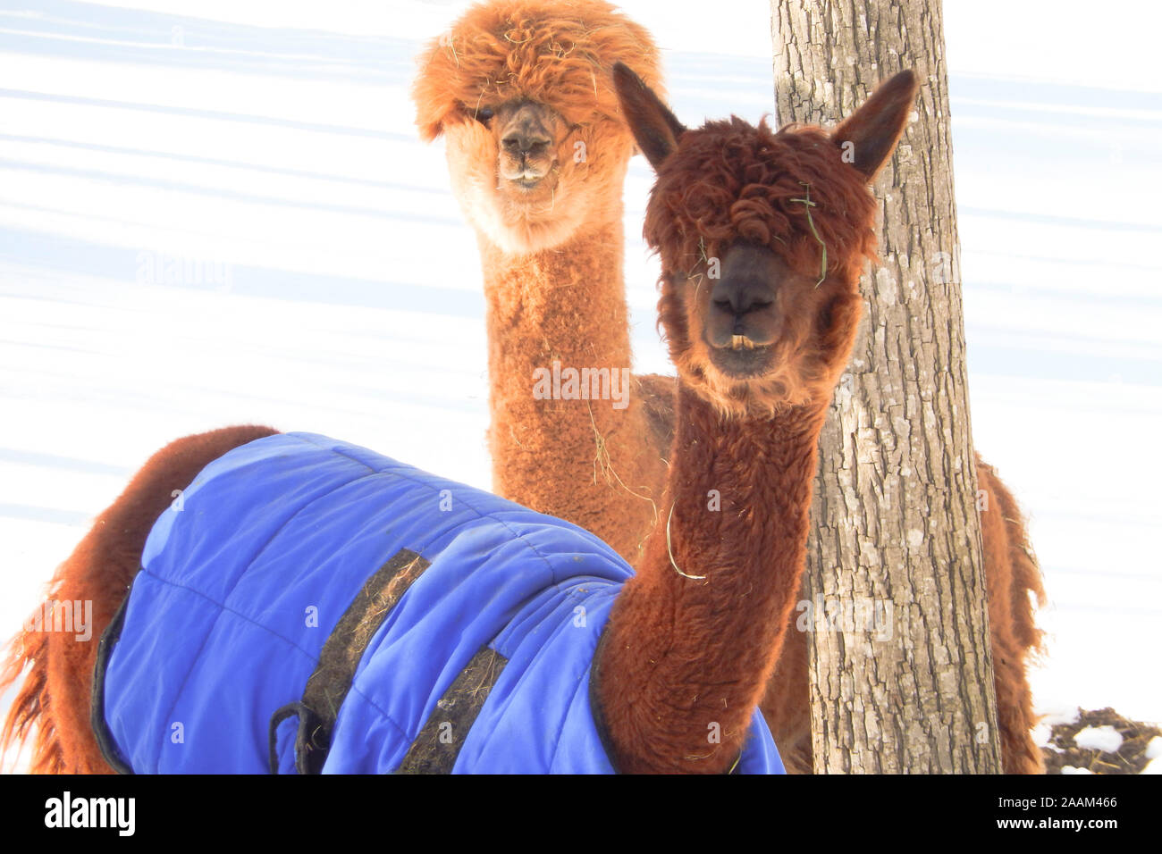 Smiling llama hi-res stock photography and images - Alamy
