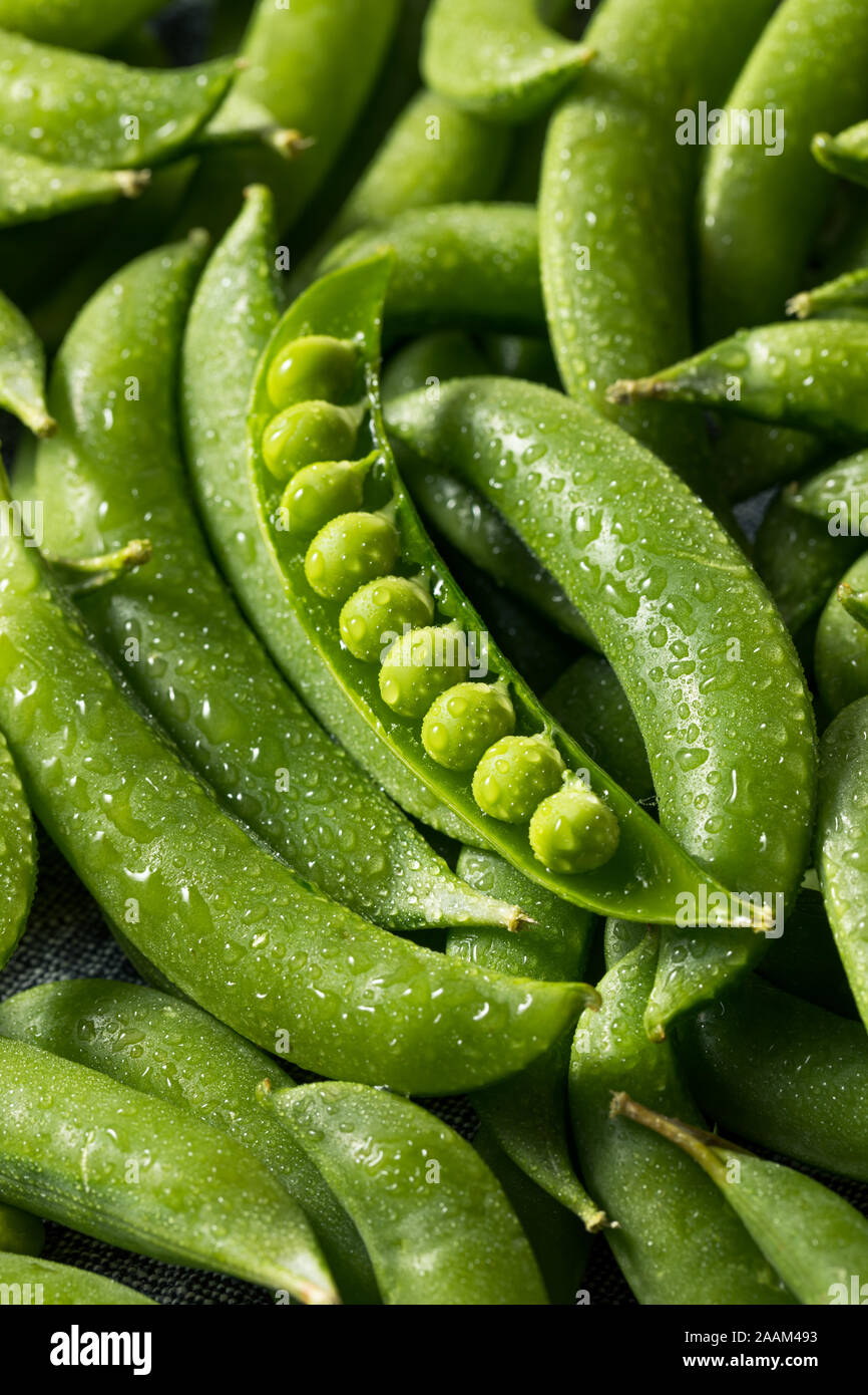 Raw Green Organic Sugar Snap Peas in a Bunch Stock Photo - Alamy