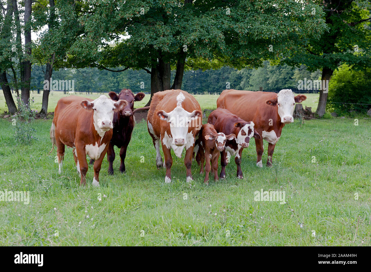 Beef cows and calves in a pasture Stock Photo - Alamy
