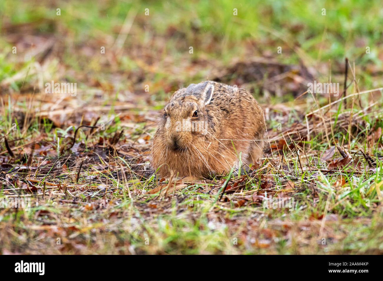 Brown Hare (Lepus europaeus) - closeup Stock Photo - Alamy