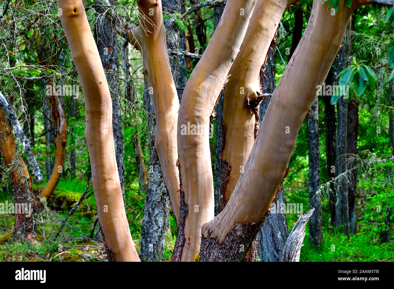 A horizontal image of a stand of Pacific Madrone, Arbutus tree (Arbutus ...