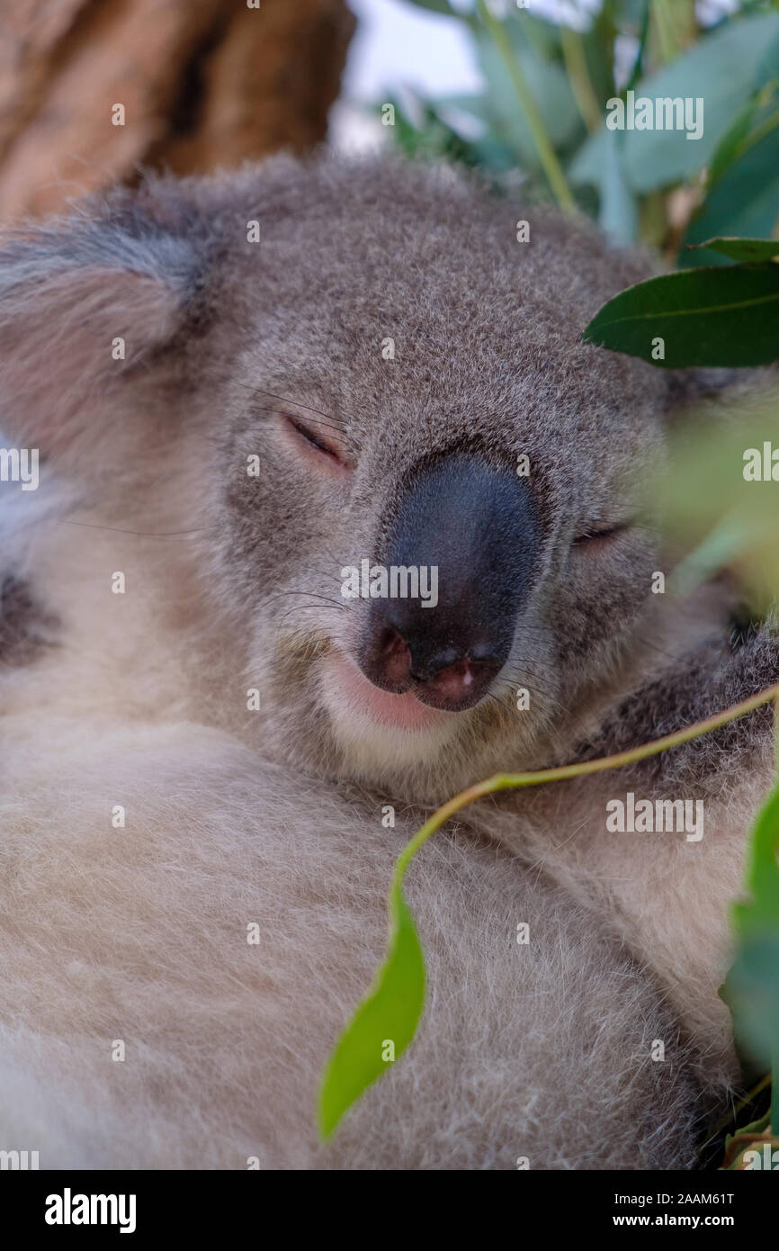 Sleepy koala hi-res stock photography and images - Alamy