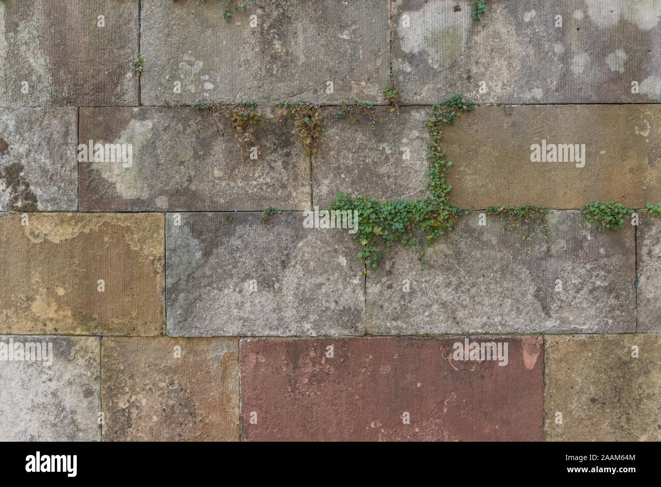 generic background of concrete stone tiles or bricks with green clover ...