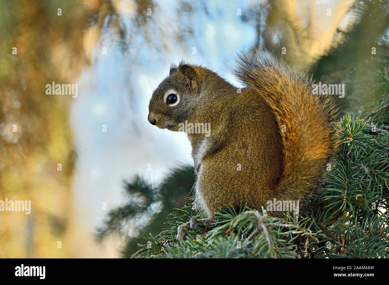 A side view of a young red squirrel "Tamiasciurus hudsonicus", looking ...