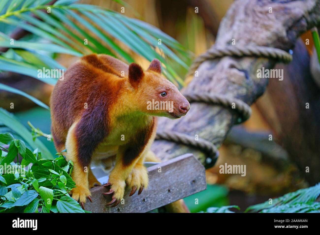 View of a red Tree Kangaroo on a tree branch in Australia Stock Photo ...