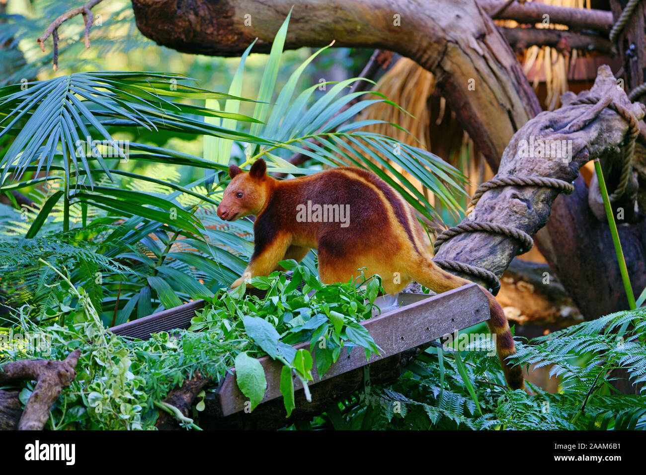 View of a red Tree Kangaroo on a tree branch in Australia Stock Photo ...