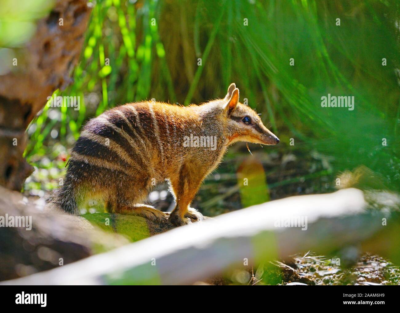 View of a Numbat (Myrmecobius fasciatus), an insectivorous marsupial ...