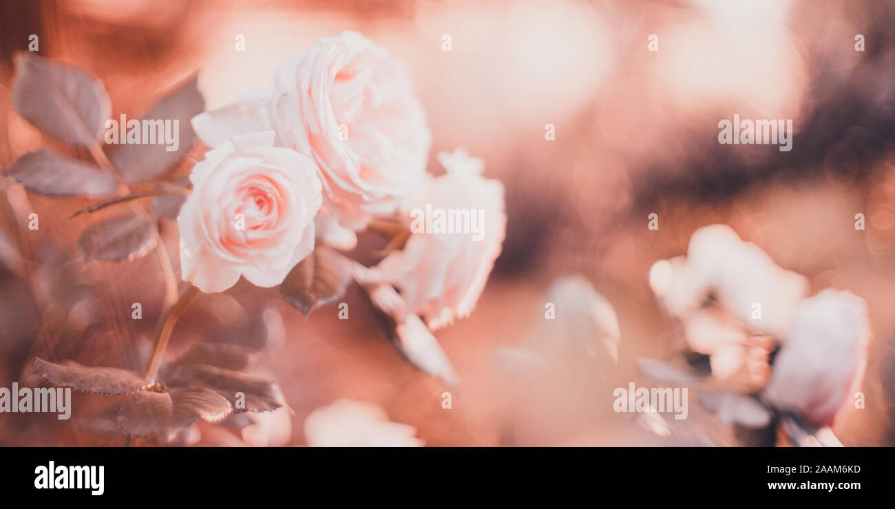 Pale pink rose bush hi-res stock photography and images - Alamy