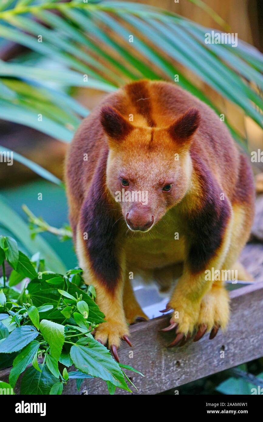 View of a red Tree Kangaroo on a tree branch in Australia Stock Photo ...