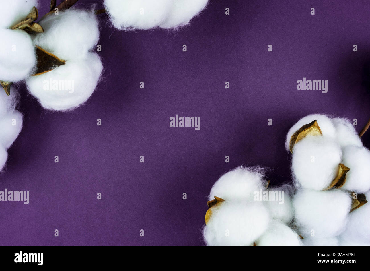 Natural cotton on the table with leaves. Background for your ...