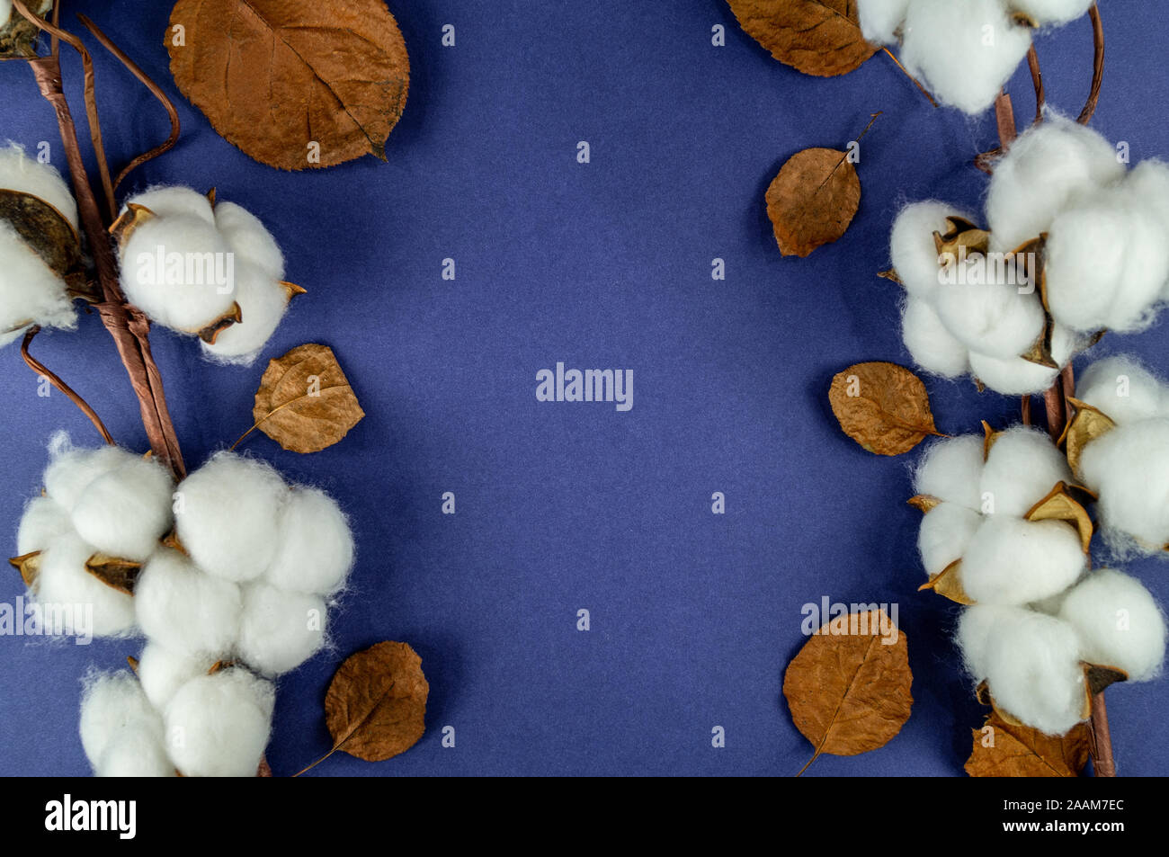 Natural cotton on the table with leaves. Background for your ...