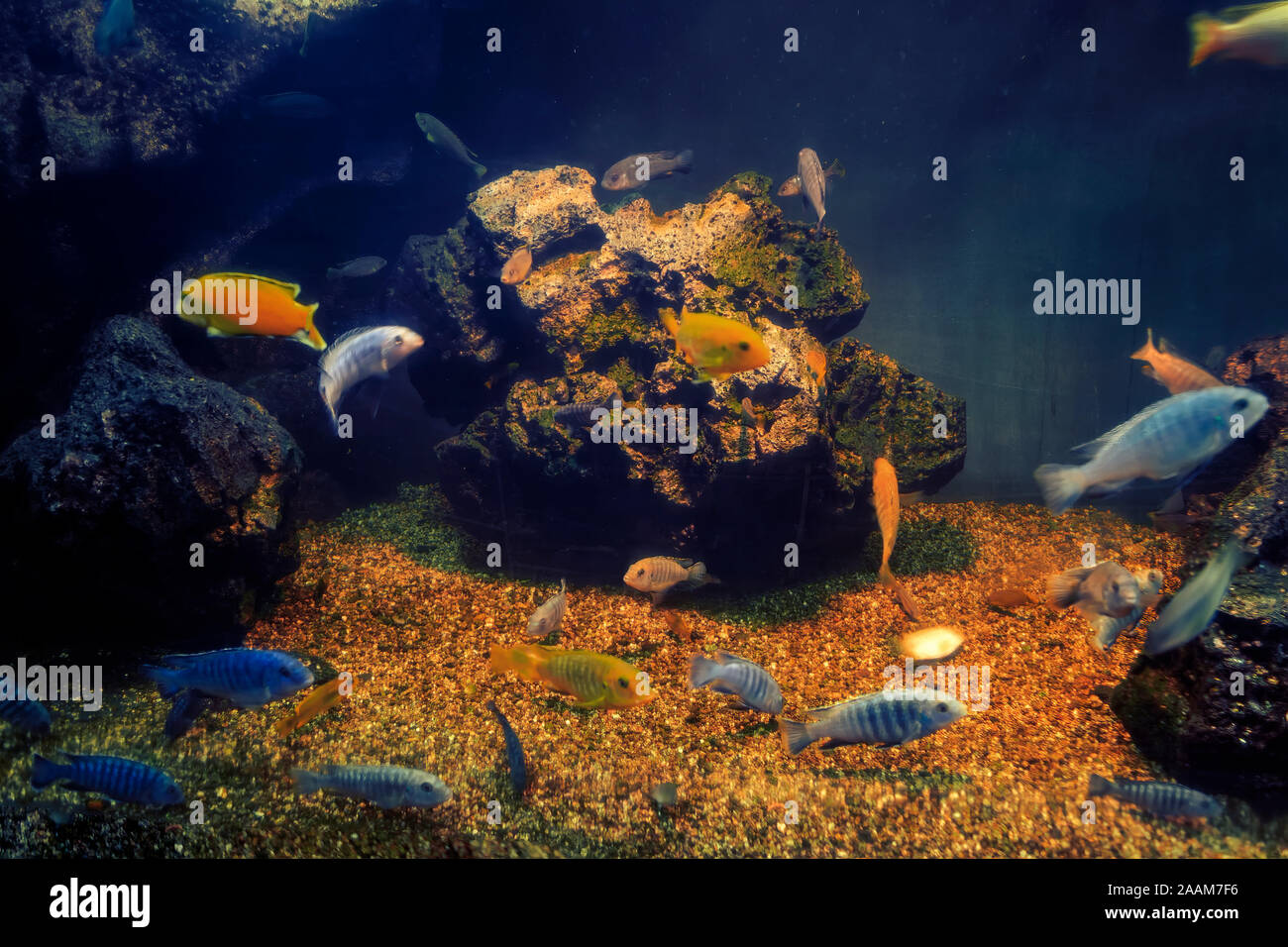 Biotope aquarium hi-res stock photography and images - Alamy
