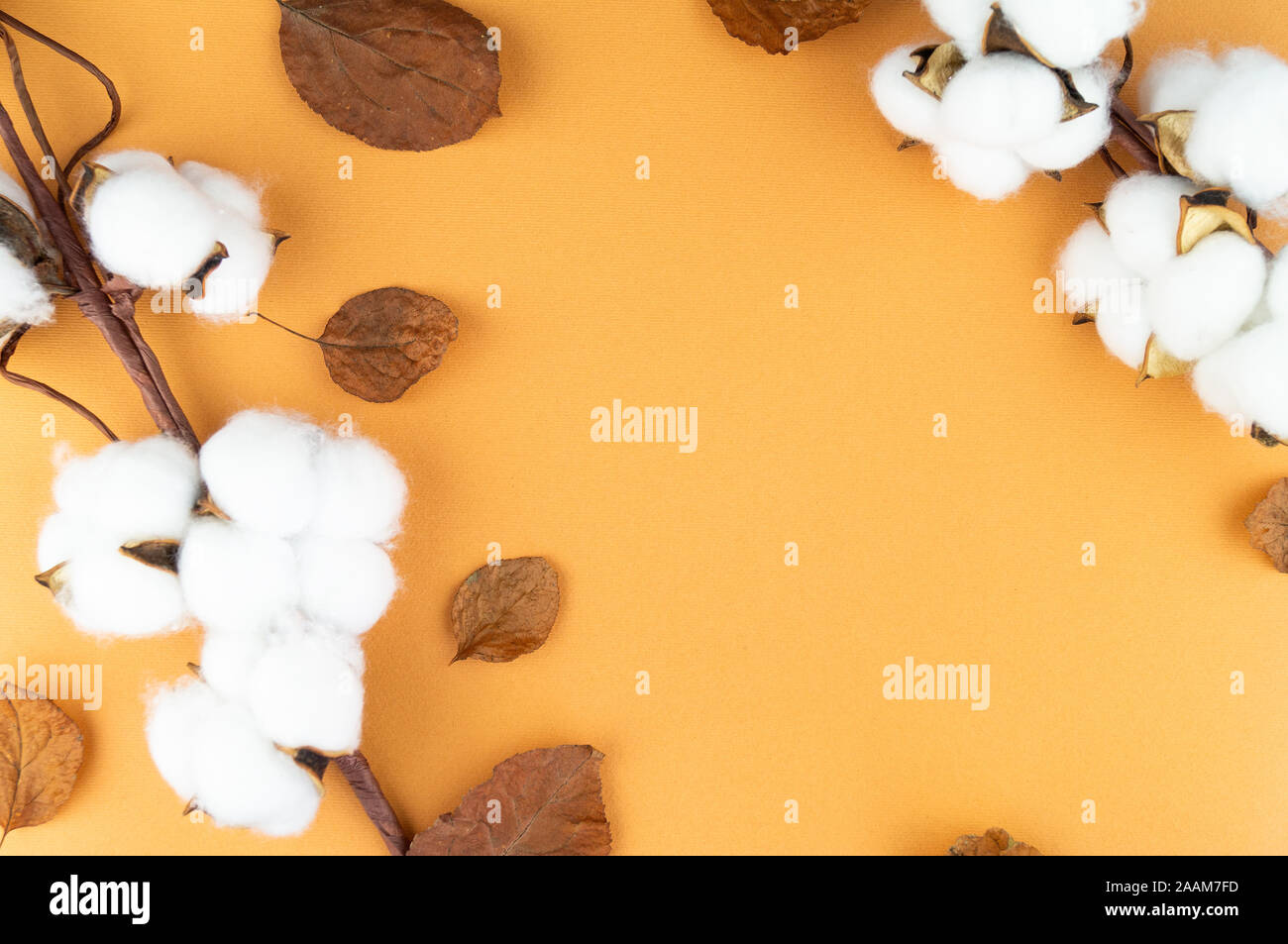Natural cotton on the table with leaves. Background for your ...