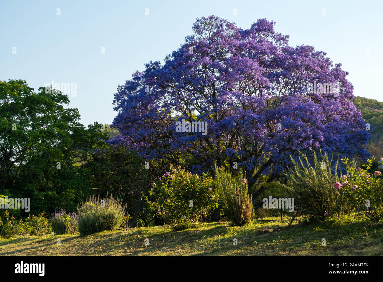 Beautiful purple Jacaranda tree blossoms in South African spring Stock ...