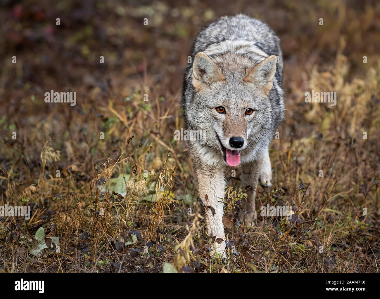 Coyotes in fall colors Stock Photo - Alamy