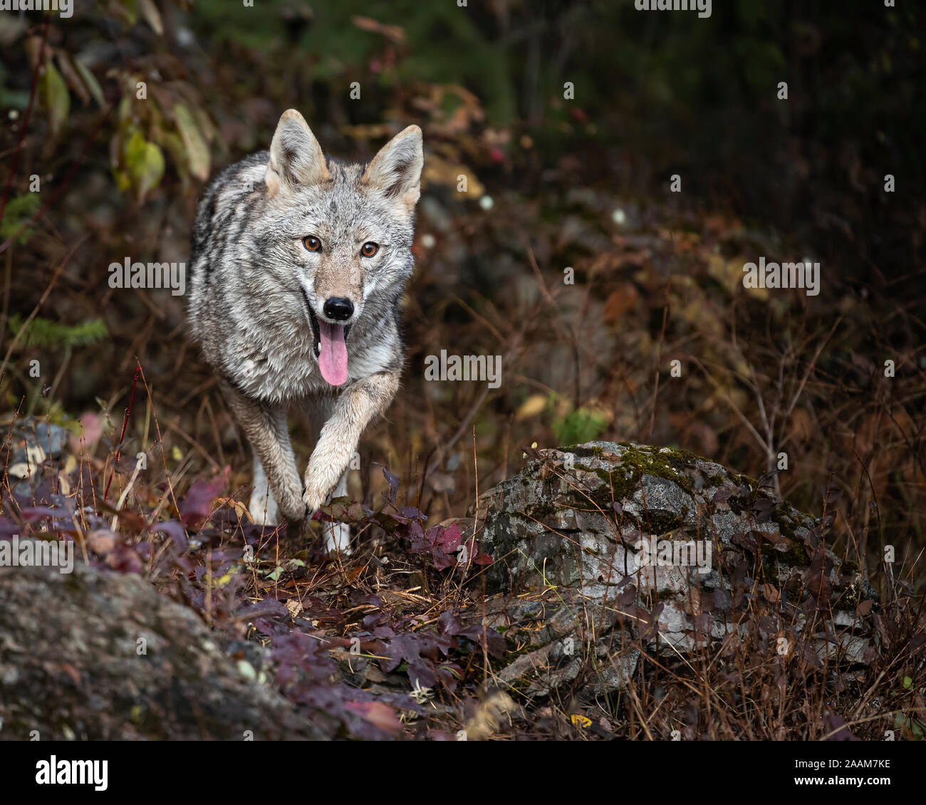 Coyotes in fall colors Stock Photo - Alamy