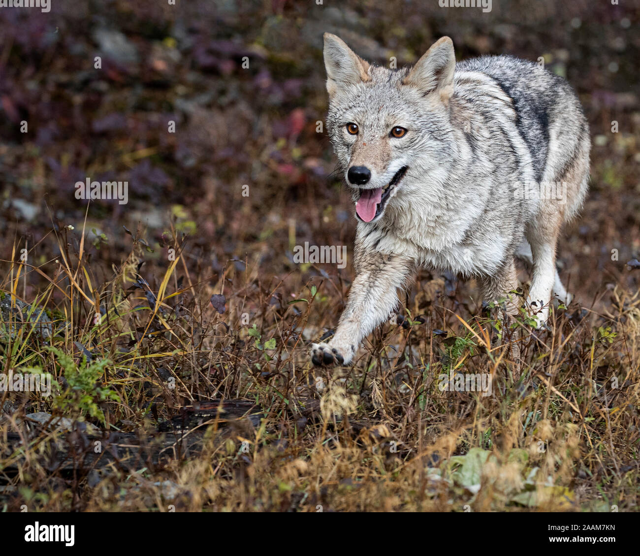 Wiley coyote hi-res stock photography and images - Alamy