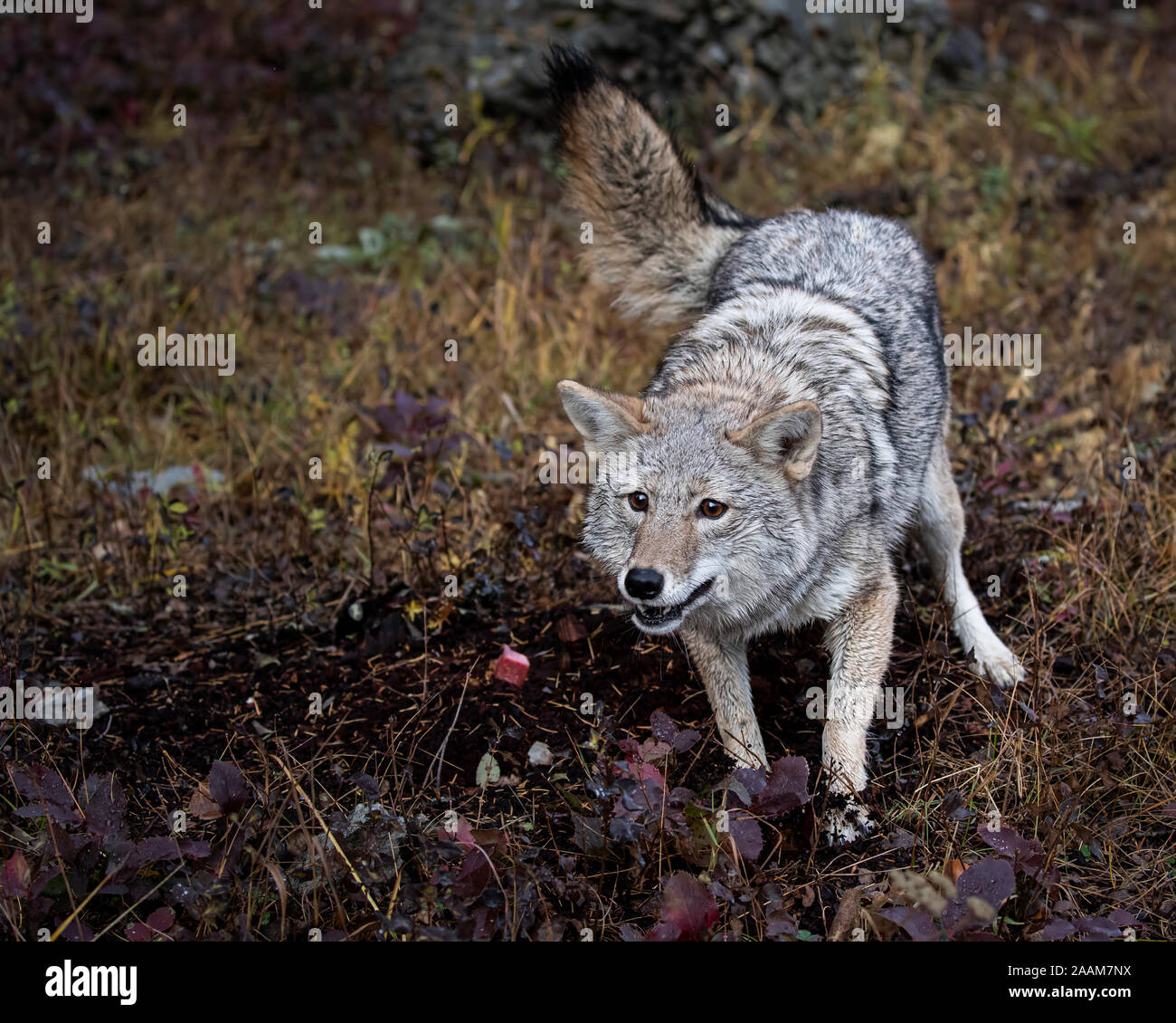 Coyotes in fall colors Stock Photo - Alamy