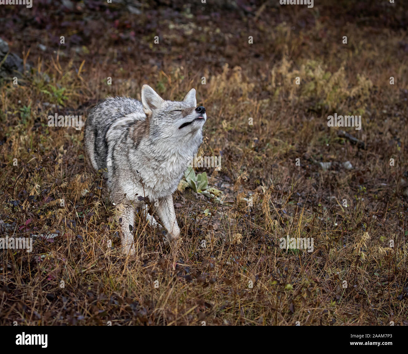 Coyotes in fall colors Stock Photo - Alamy