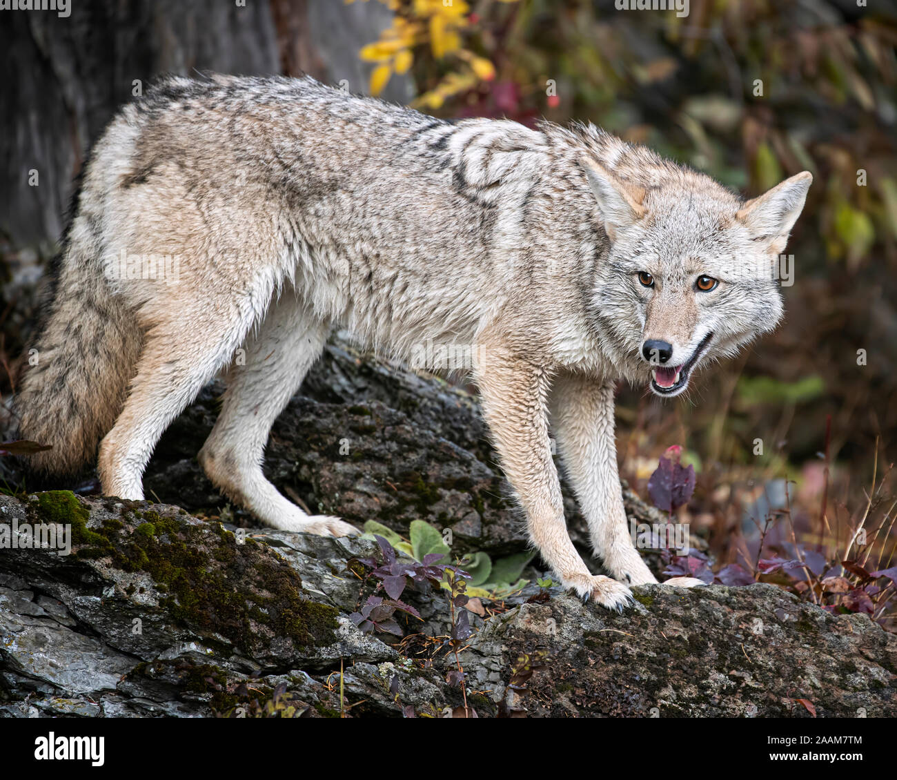 Coyotes in fall colors Stock Photo - Alamy