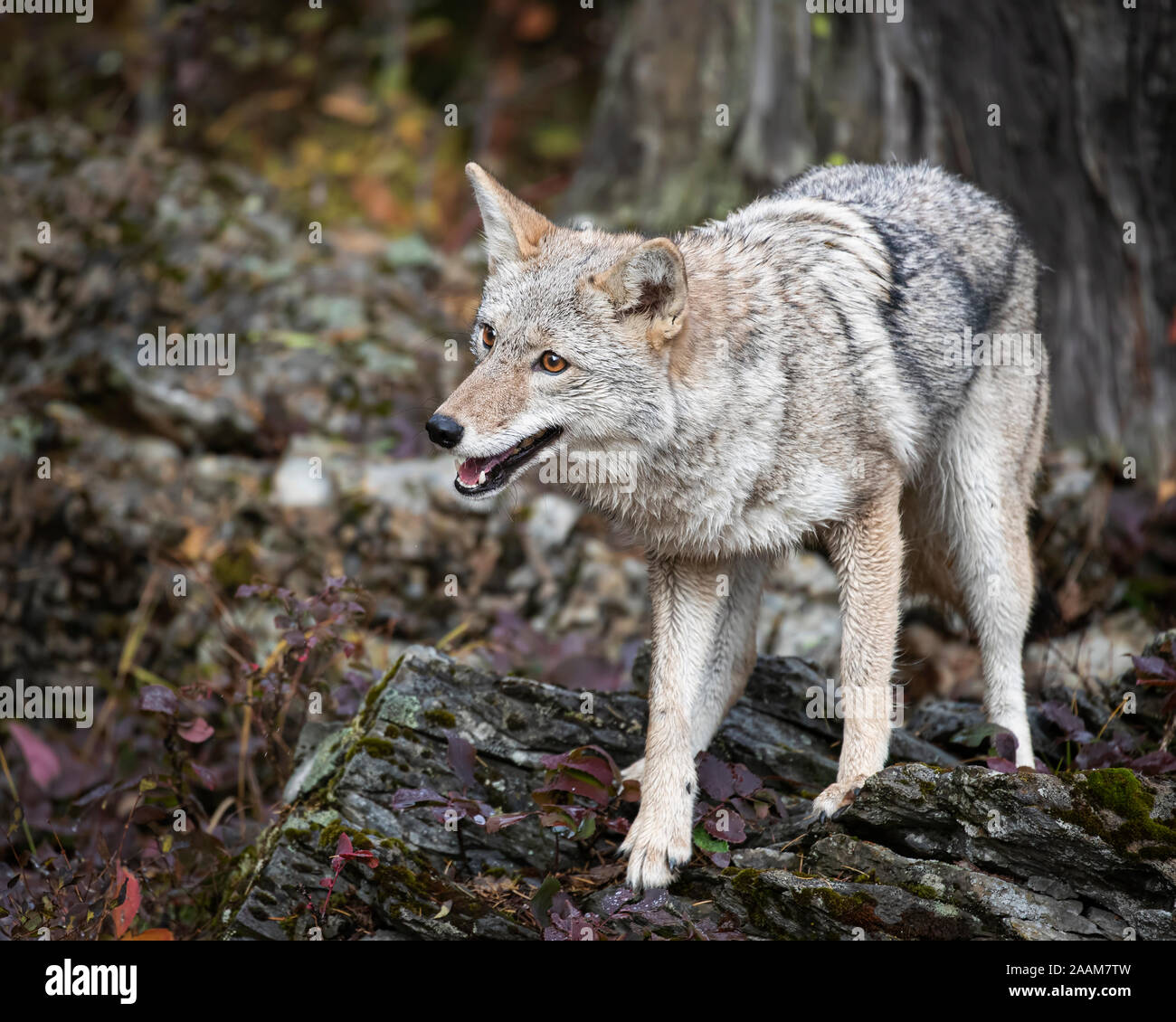 Coyotes in fall colors Stock Photo - Alamy