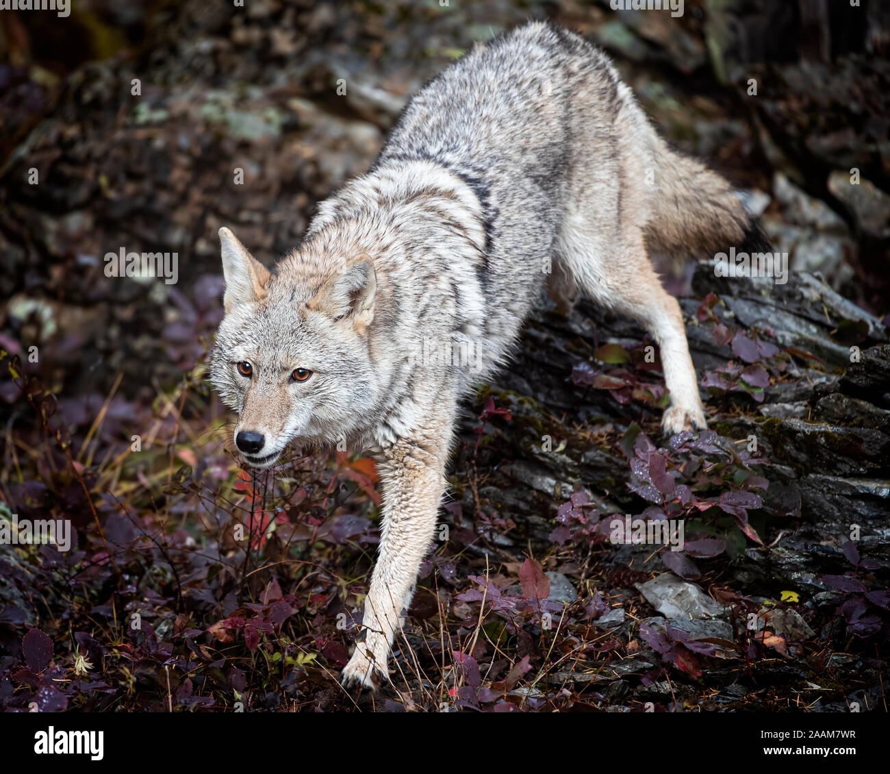 Coyotes in fall colors Stock Photo - Alamy